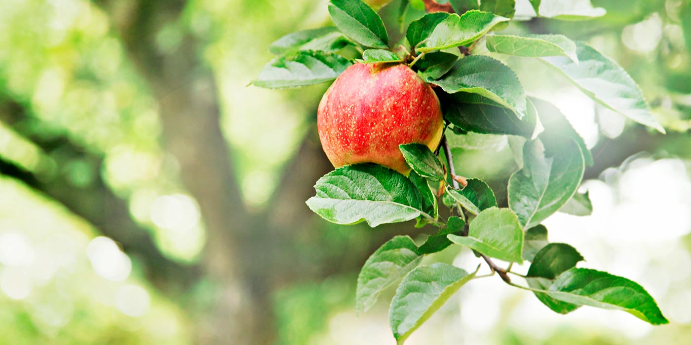 La taille des arbres fruitiers : conseils et techniques